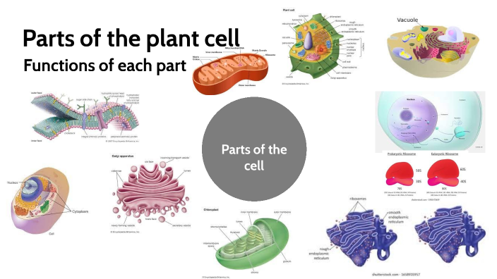 Plant cell science project by Hunter Smith on Prezi