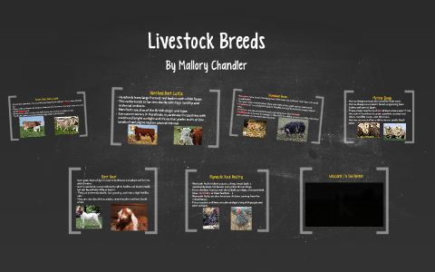 Livestock Breeds by Mallory Chandler on Prezi