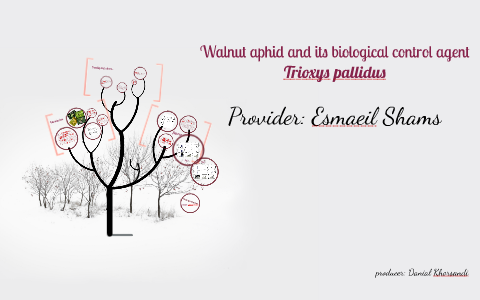 Walnut aphid and its biological control agent Trioxys pallid by danial ...