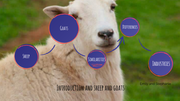 Introduction of sheep and goats by Stephanie Maples on Prezi