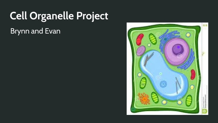 Cell organelle project by Brynn Eichelberger on Prezi