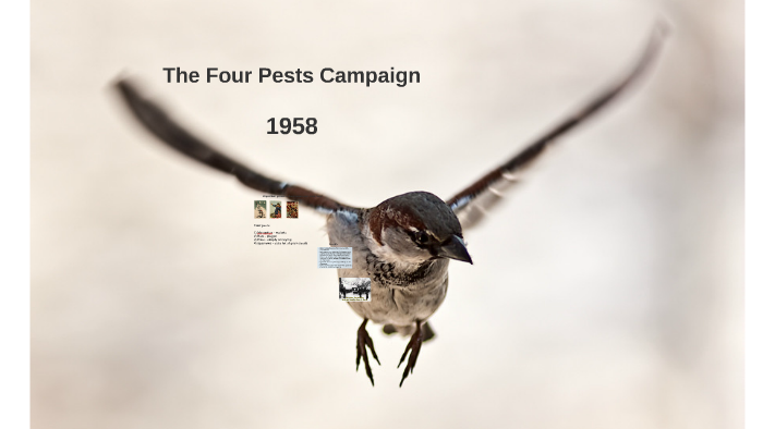 The Four Pests Campaign by Martyna Mingaudaitė on Prezi