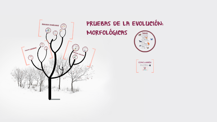 PRUEBAS DE LA EVOLUCIÓN: MORFOLÓGICAS by Mamen Tomás on Prezi