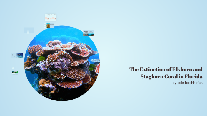 The Functional Extinction of Elkhorn and Staghorn Coral in Florida by ...