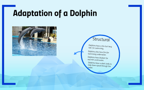 Adaptation of a Dolphin by brebeck lee on Prezi