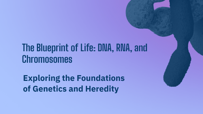 The Blueprint of Life: DNA, RNA, and Chromosomes by UARDA ALIA on Prezi