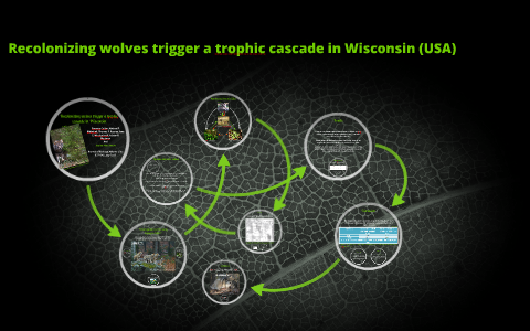 Recolonizing wolves trigger a trophic cascade in Wisconsin ( by Joshua ...