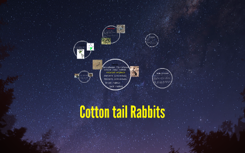 common and scientific names for rabbits. by on Prezi