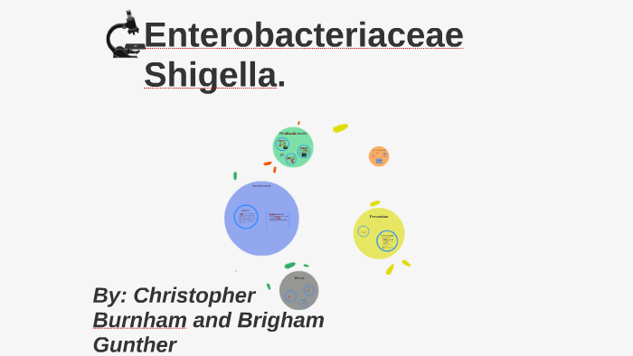 Shigella Bacteria Presentation by Brigham Gunther on Prezi