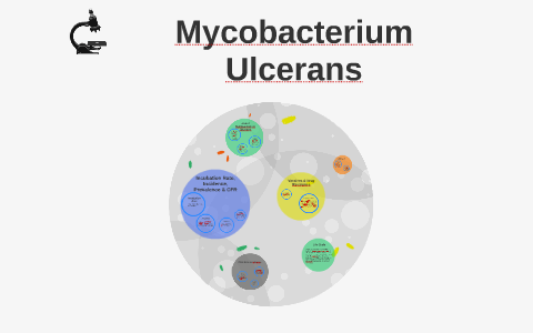 Mycobacterium Ulcerans by Stacy Barragan on Prezi