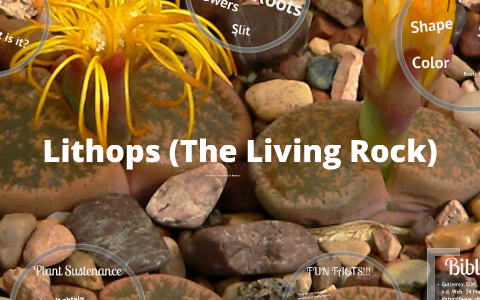 The Living Rock Plant by Mouness Akour on Prezi