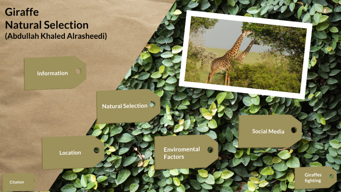 Natural Selection (Giraffes) by Abdullah Rasheedi on Prezi