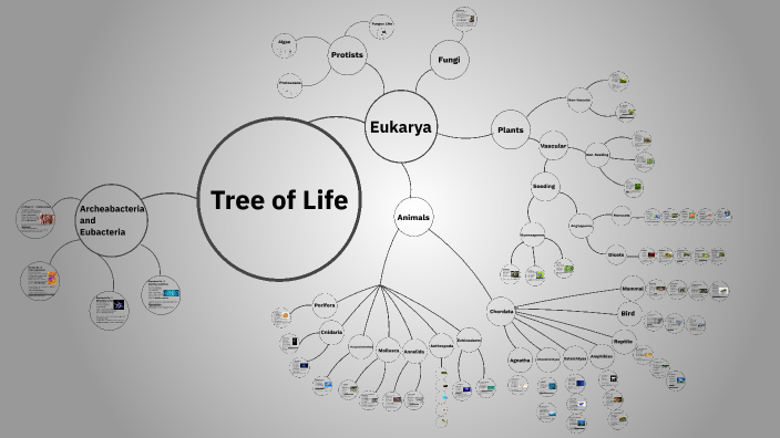 Tree of Life by Carson Davis on Prezi
