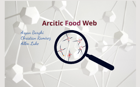 Arctic Food Web by Gavin Free on Prezi
