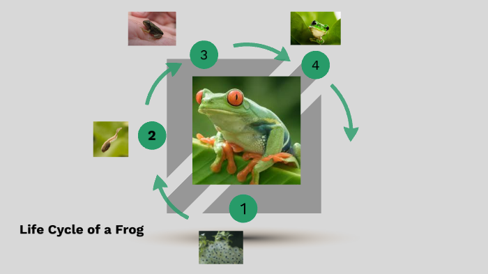 Evie and nathan frog by Stephanie Harding on Prezi