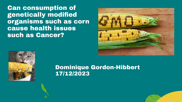 Can consumption of genetically modified organisms such as corn cause ...