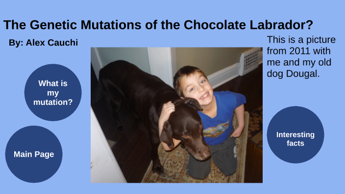 What are the genetic Mutations of my dog? by Alexander Cauchi on Prezi