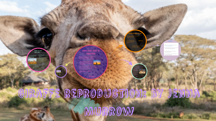 Giraffe reproduction by Jenna Murrow on Prezi