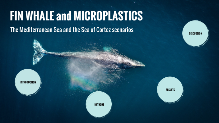 Fin Whale and Microplastics by Evelina Zhyryada on Prezi