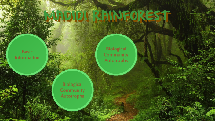 Madidi Rainforest Food Web by Maria Belen Berrios on Prezi