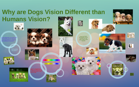 Why Are Dogs Vision Different Than Humans Vision? by Caroline Deters on ...
