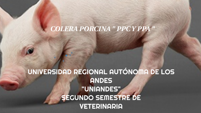Colera Porcina by angel 008 on Prezi