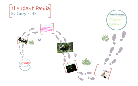 the giant panda by Casey Burke on Prezi