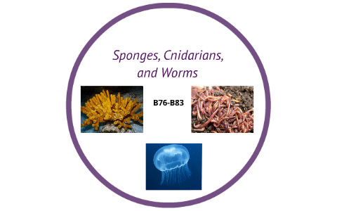 Sponges, Cnidarians, and Worms by April Farr on Prezi