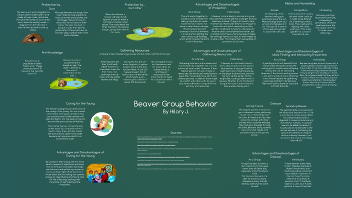 Beaver Group Behavior by Hilary Jananan on Prezi