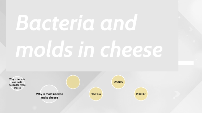 Bacteria in cheese mold by naisha patel on Prezi