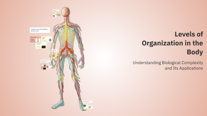 Levels of Organization in the Body by Khaia V on Prezi