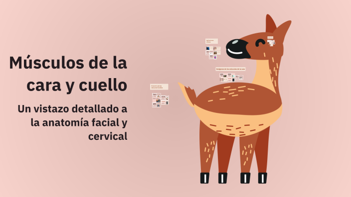 Músculos de la cara y cuello by FRANCISCA IGNACIA REVECO CANCINO on Prezi