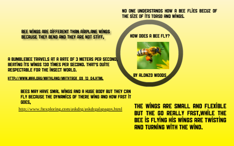 How Does a Bumble Bee Fly? by Alonzo Woods on Prezi