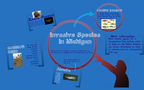 Invasive Species by Haylee Majewski on Prezi