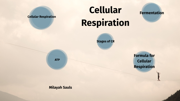 Cellular Respiration Mini Project by Milayah Sauls on Prezi