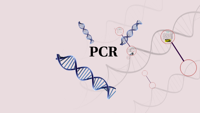 PCR by Amanda Desimone on Prezi