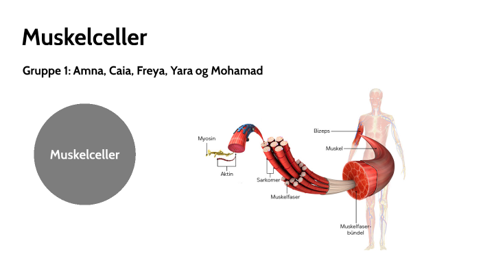 Muskelceller by Mohammad Gomaa on Prezi