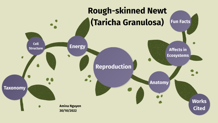 Biology: Organism Presentation - Rough-skinned Newt by Amina Nguyen on ...