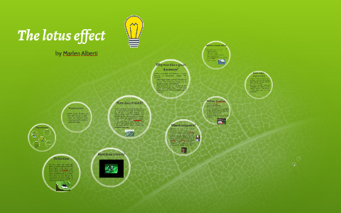The Lotuseffect by Marlen Alberti on Prezi