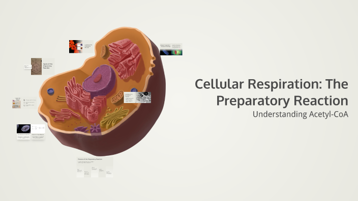 Cellular Respiration: The Preparatory Reaction by vashti joanna on Prezi
