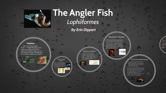 The Angler Fish by Erin Dippert on Prezi