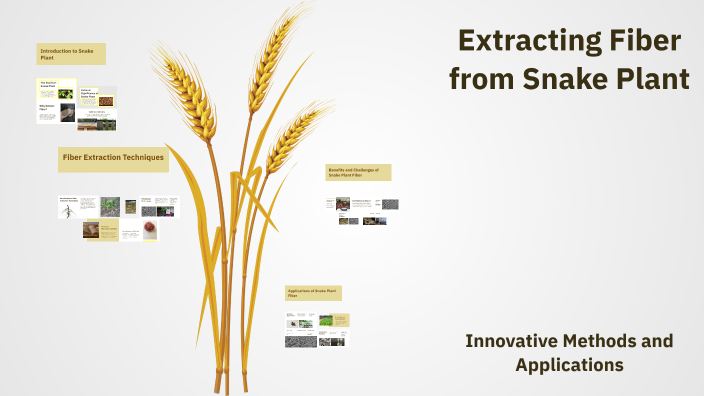 Extracting Fiber from Snake Plant by Nilay Biswas Shanu on Prezi