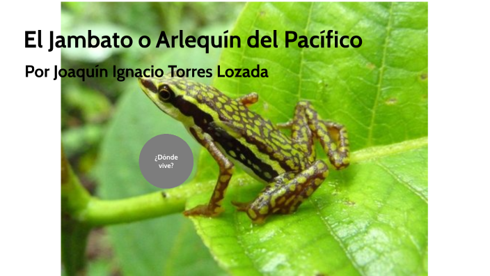 El Jambato del Pacífico by Fabrizio Torres on Prezi