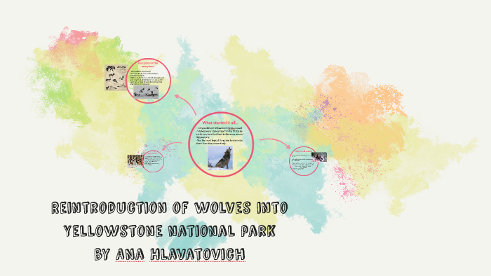 Reintroduction of wolves into Yellowstone national park by Ana ...