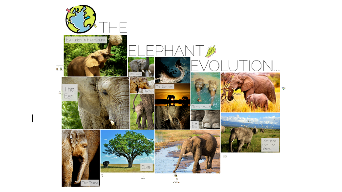 THE ELEPHANT EVOLUTION by Tani G on Prezi