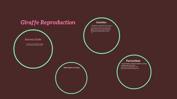 Giraffe Reproduction by Grace Thompson on Prezi