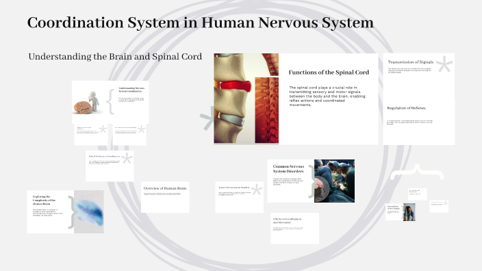 Coordination System in Human Nervous System by SUNITA SISKAWATI PANE on ...