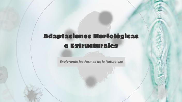 Adaptaciones Morfológicas y Estructurales by Marketing Fay on Prezi