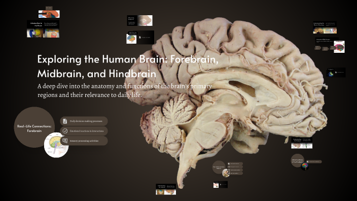 Exploring the Human Brain: Forebrain, Midbrain, and Hindbrain by jahida ...