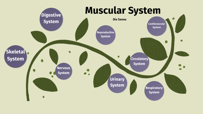 FA (R): Muscular System Concept Map by Dia Sanou on Prezi